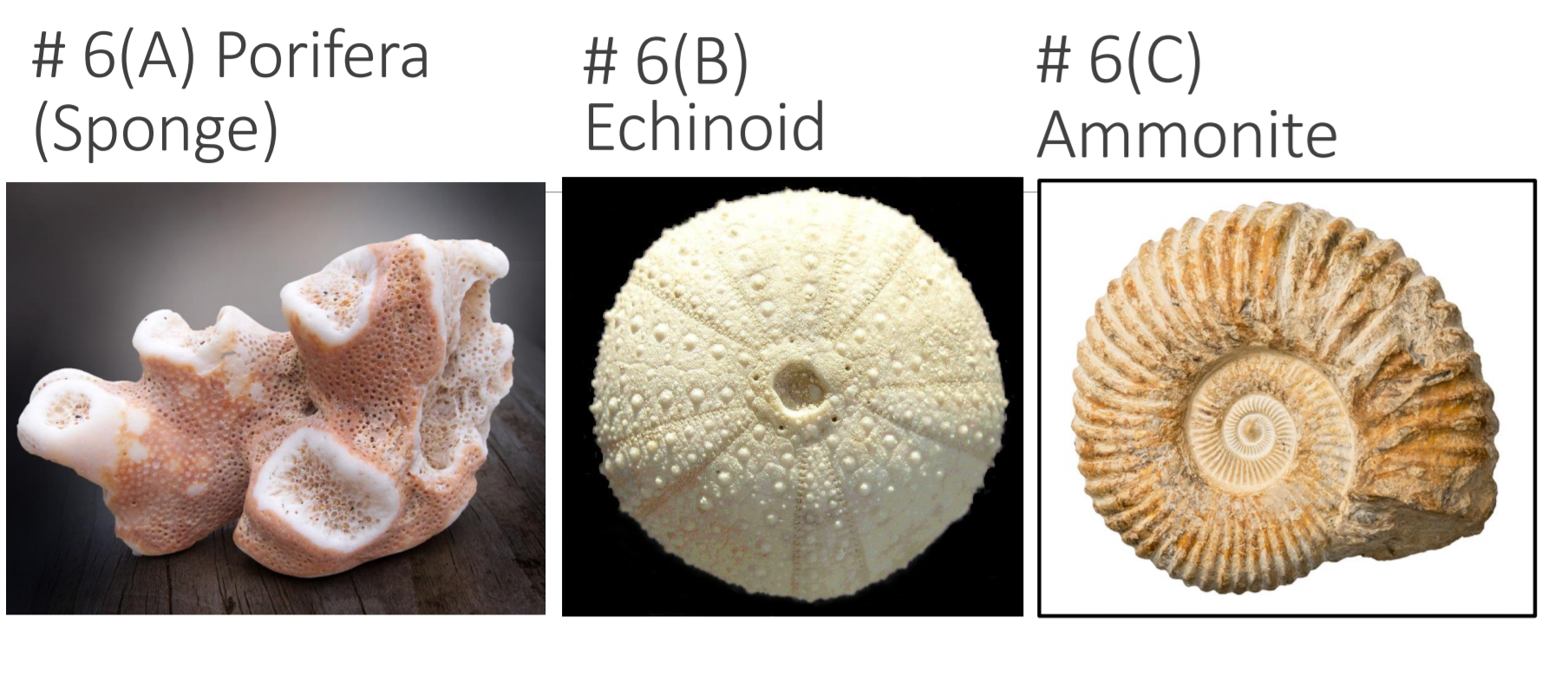 Solved 6. Determine the symmetry for the three samples A, B, | Chegg.com