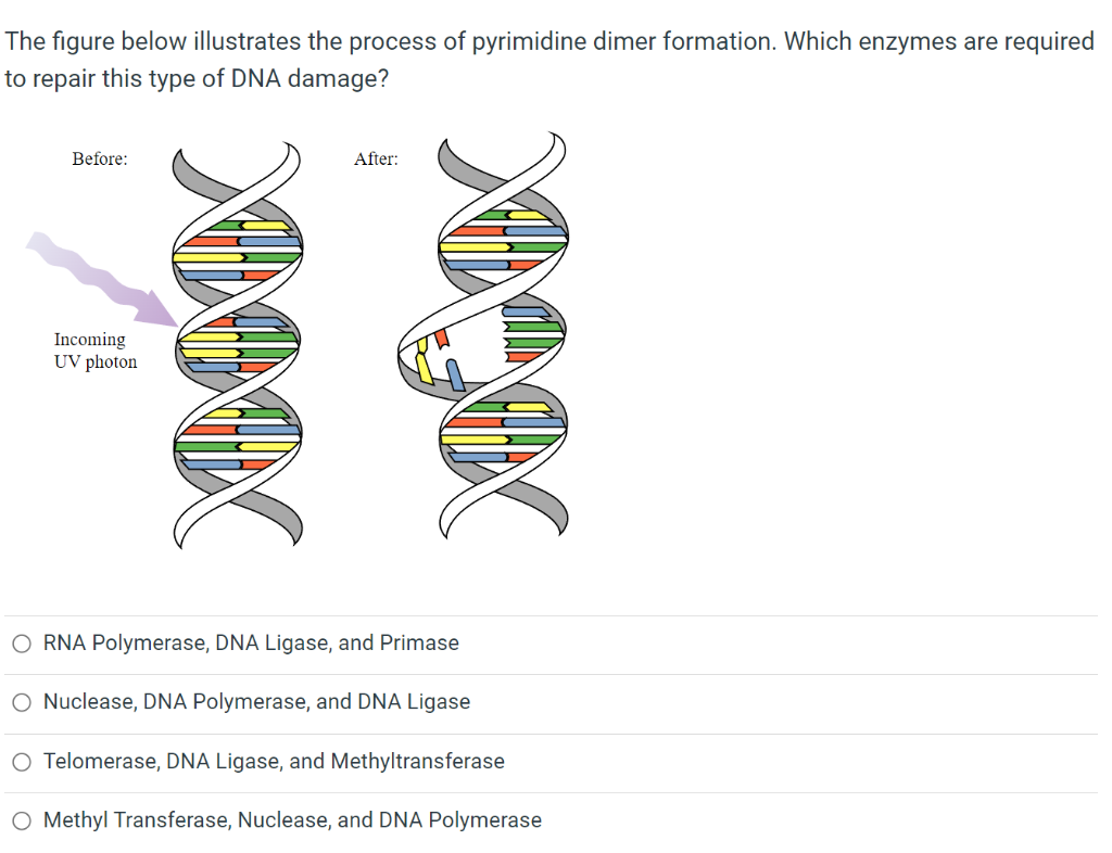 Solved What type of DNA damage is shown in the figure below? | Chegg.com
