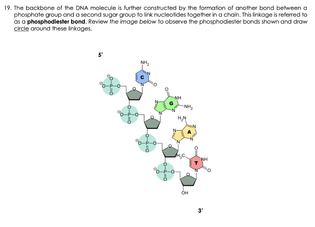 Solved 19. The backbone of the DNA molecule is further | Chegg.com