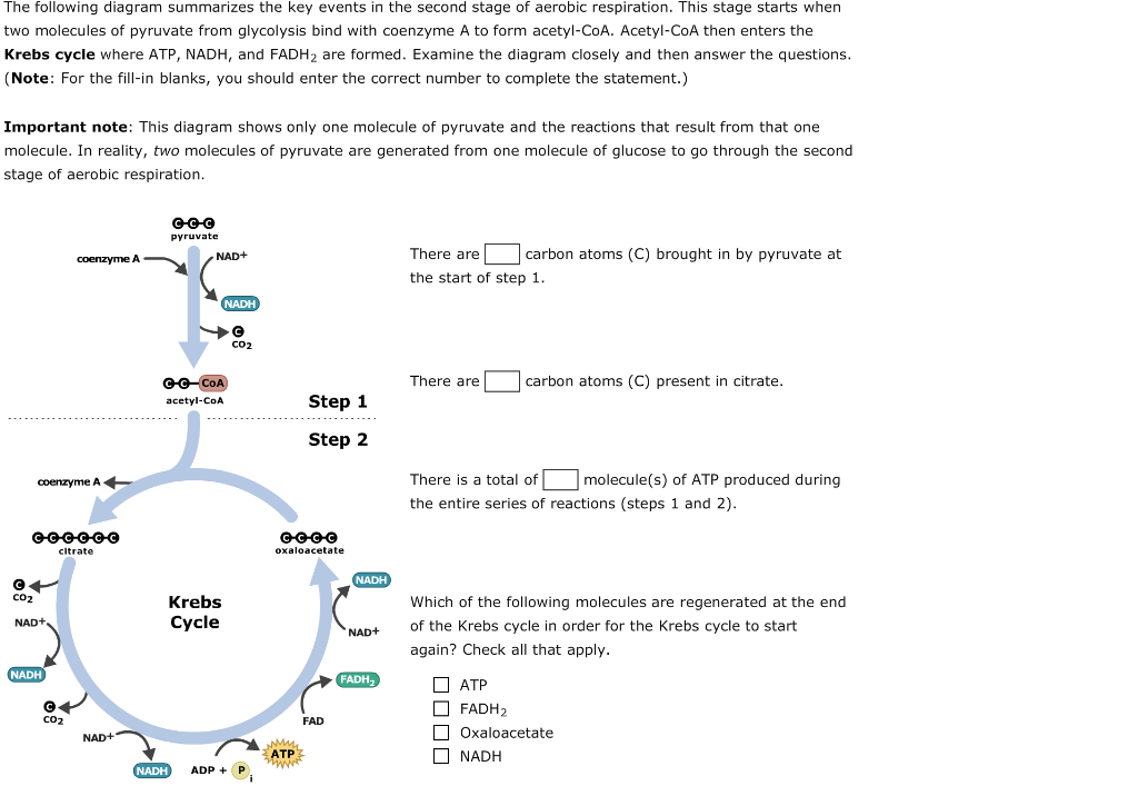 Solved The following diagram summarizes the key events in | Chegg.com