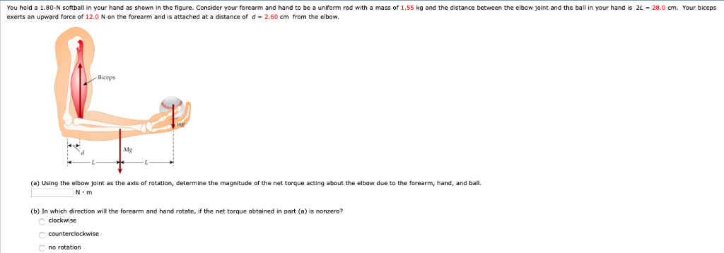 Solved 28.0 cm. Your biceps You hold a 1.80-N softball in | Chegg.com