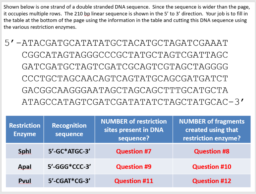 Solved Shown below is one strand of a double stranded DNA | Chegg.com