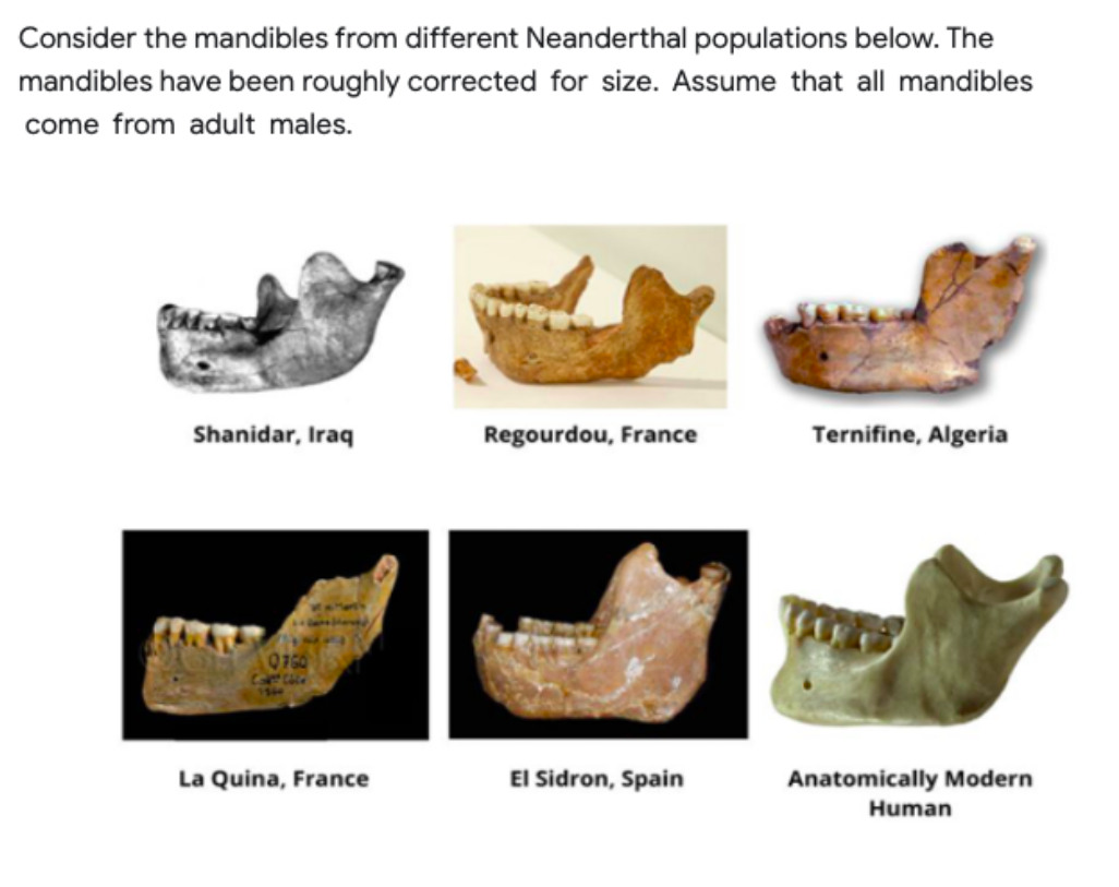 Consider the mandibles from different Neanderthal | Chegg.com