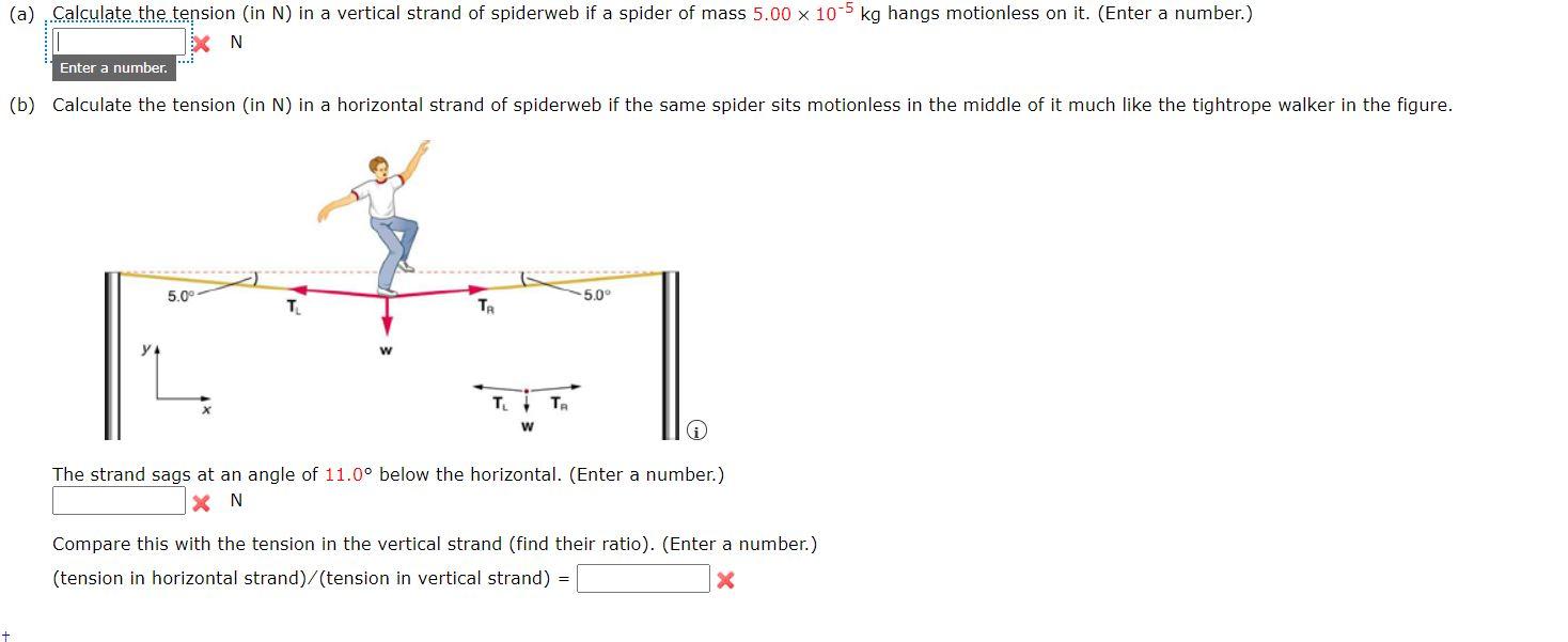 Solved (a) Calculate the tension (in N) in a vertical strand | Chegg.com