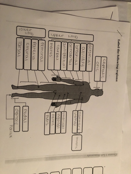 Solved Label the following regions: Otic acromial mammary | Chegg.com