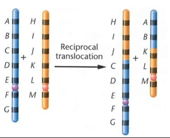 Solved The image below exemplifies a pair of chromosomes | Chegg.com