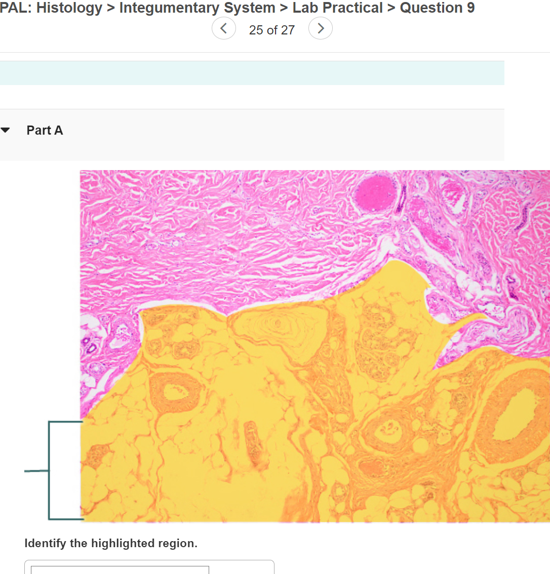 PAL: Histology > Integumentary System > Lab Practical | Chegg.com PAL: Histology > Integumentary System > Lab Practical | Chegg.com