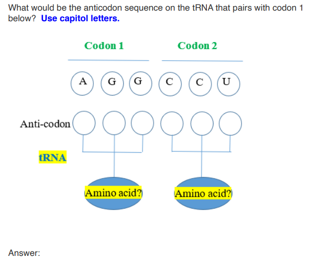 Solved What would be the anticodon sequence on the tRNA that | Chegg.com