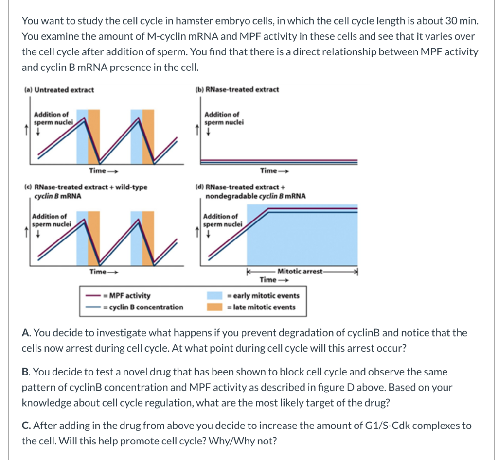 Solved You want to study the cell cycle in hamster embryo | Chegg.com