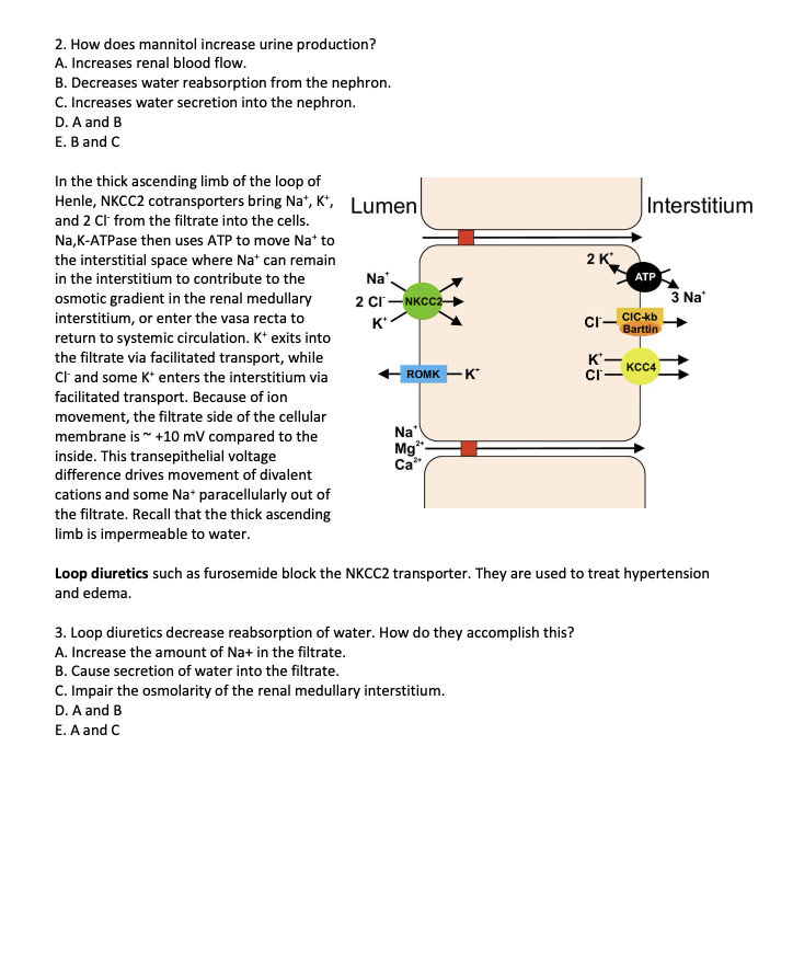 Solved Diuretics Increase The Production Of Urine By A