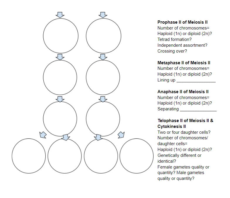 Solved Meiosis Chromosome Worksheet Imes as they would | Chegg.com