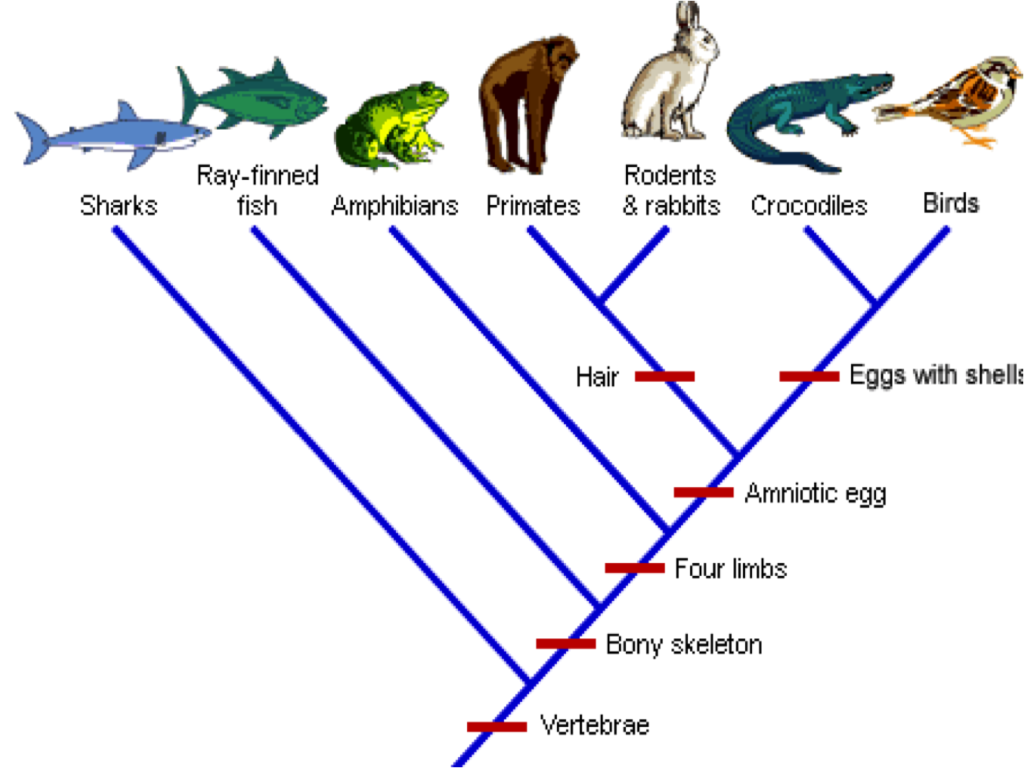 Solved Draw A Cladogram Diagram Based On The Following Chegg