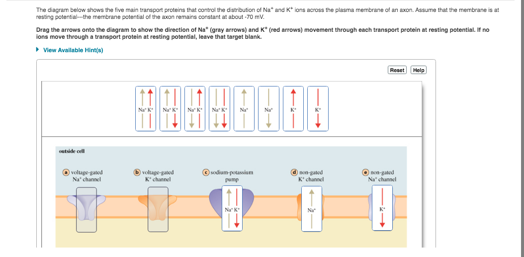 The diagram below shows the five main transport | Chegg.com