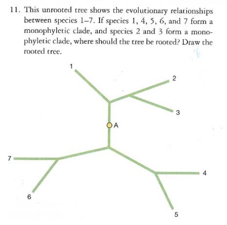 Solved 11. This unrooted tree shows the evolutionary | Chegg.com