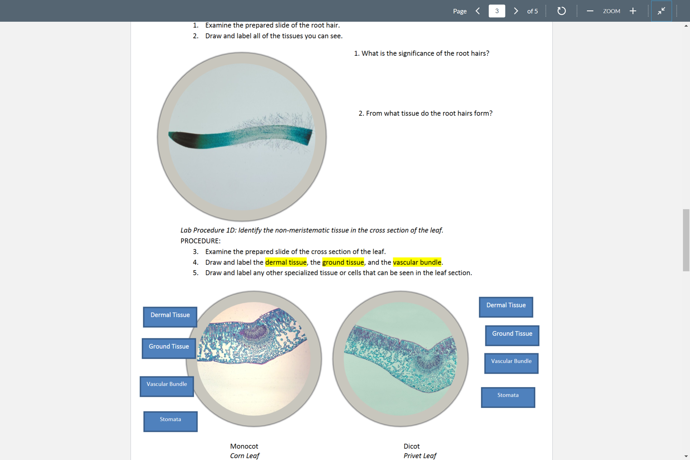 1. Examine the prepared slide of the root hair. 2. | Chegg.com