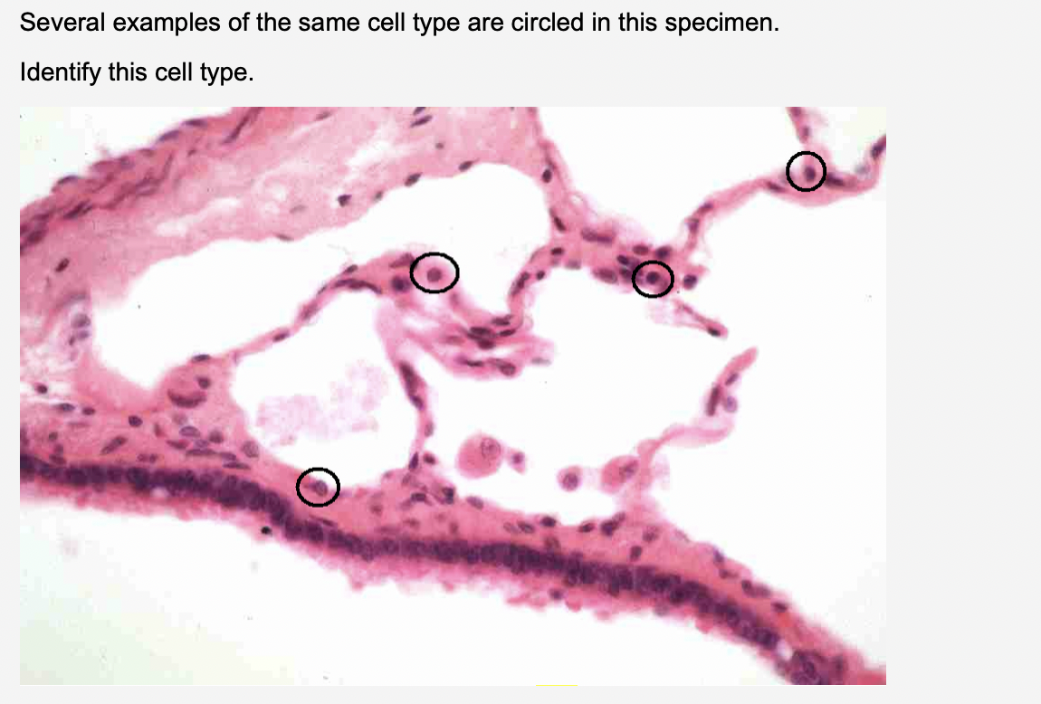 Solved Several examples of the same cell type are circled in | Chegg.com