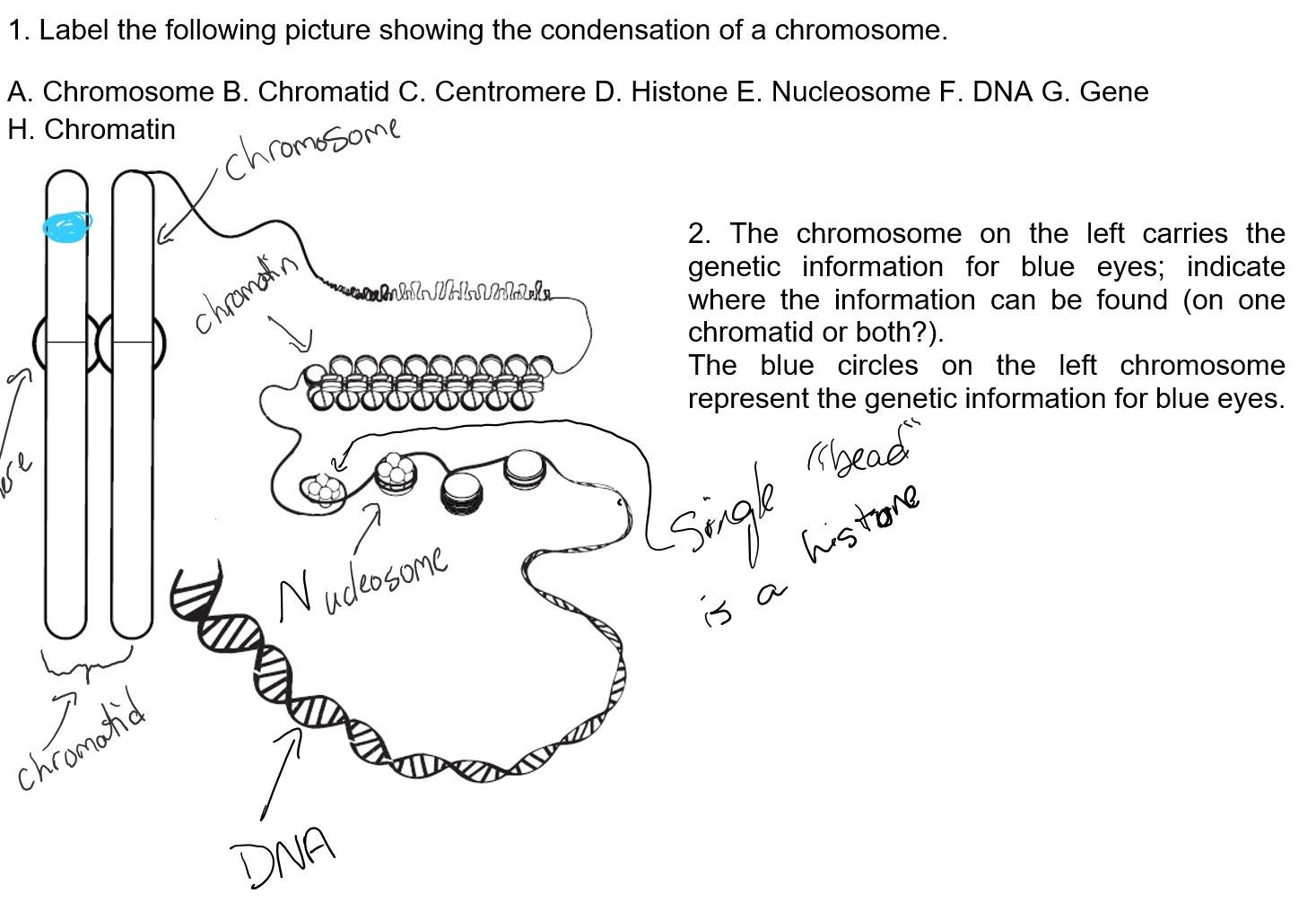 Labeled Chromosome