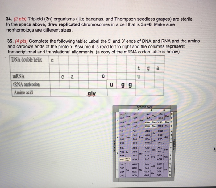 Solved 34. (2 pts) Triploid (3n) organisms (like bananas, | Chegg.com