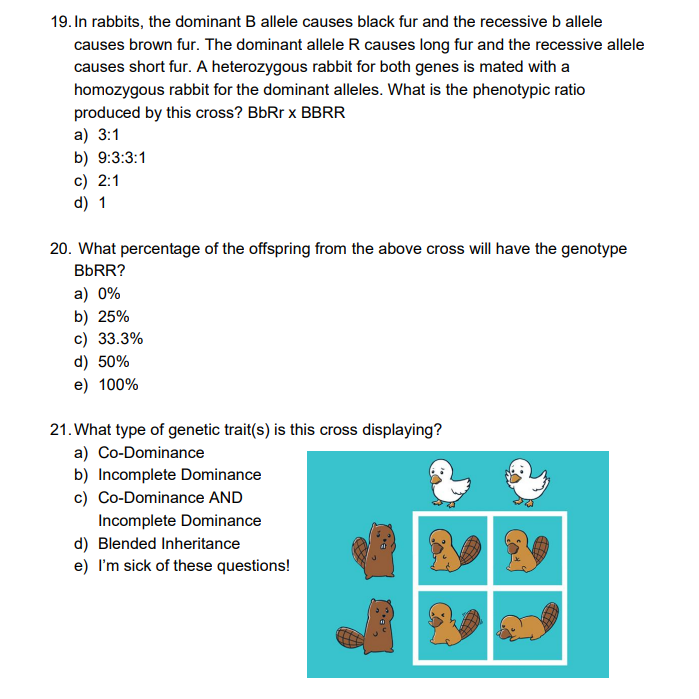 Solved 19. In rabbits, the dominant B allele causes black | Chegg.com