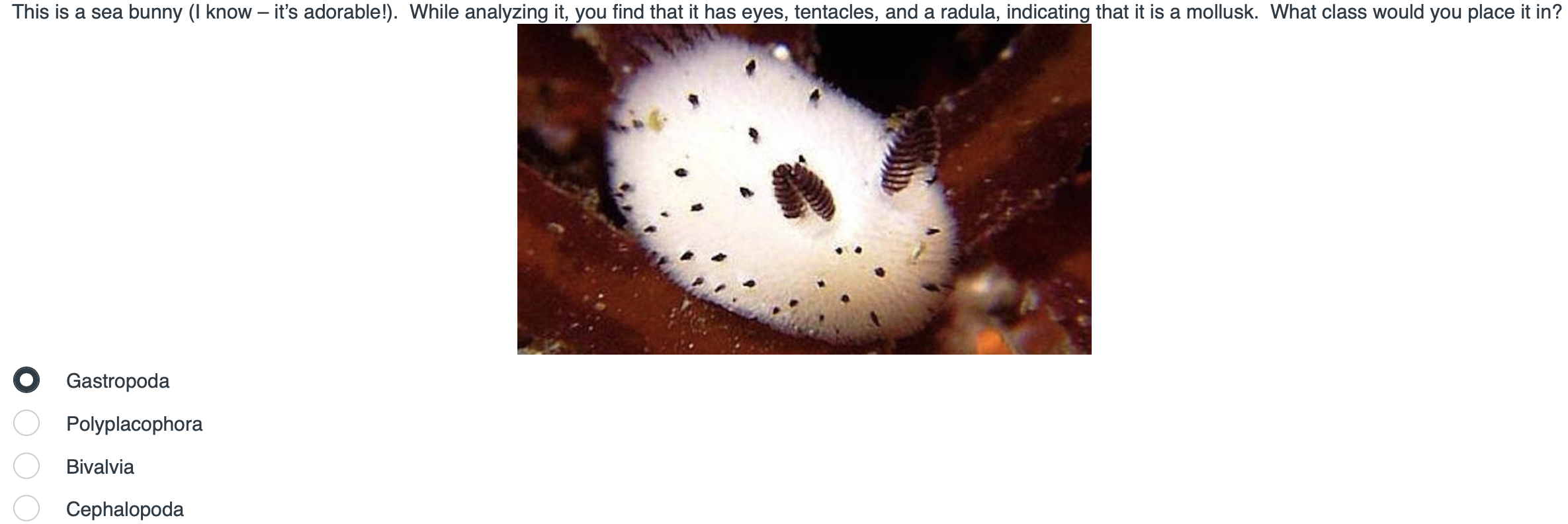 Solved Polyplacophora Bivalvia Cephalopoda | Chegg.com