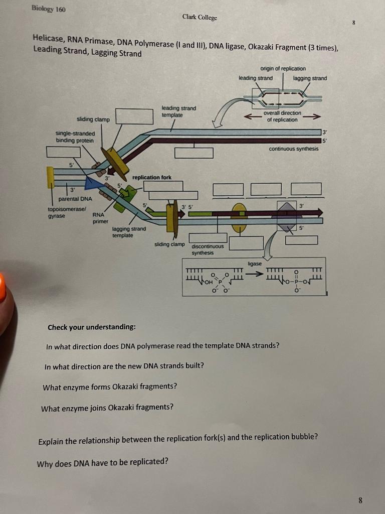 Solved Helicase Rna Primase Dna Polymerase I And Iii