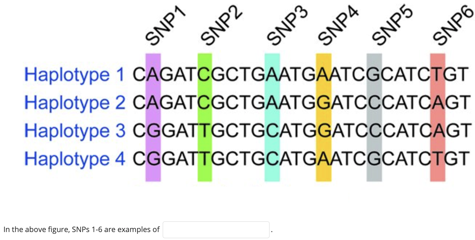 Solved SNP3 SNP5 SNP1 SNP2 SNP4 SNP6 Haplotype 1 | Chegg.com