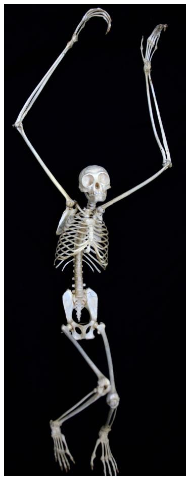 Solved Provide information for Mystery Primate A in Parts | Chegg.com