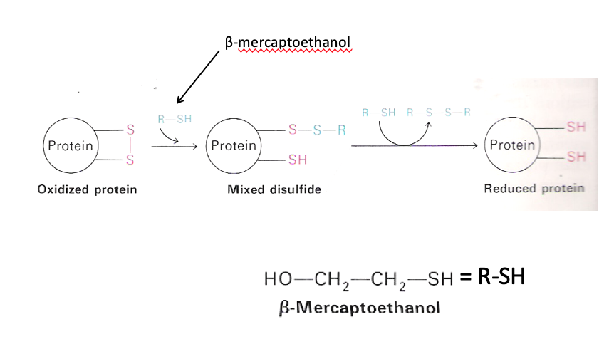 Solved B-mercaptoethanol RSH R-SH RS SR -SSR ( - SH Protein | Chegg.com