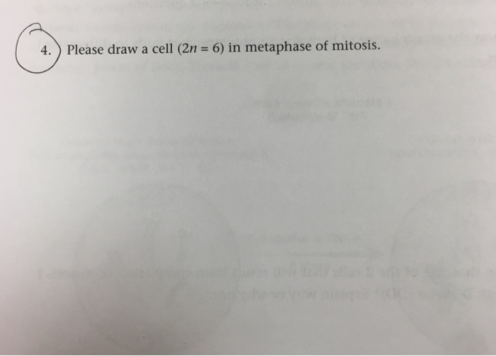 Solved 4) Please draw a cell (2n = 6) in metaphase of | Chegg.com