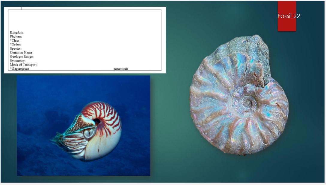 Solved Fossil 22Kingdom- ﻿ Phylum- ﻿ Class- | Chegg.com