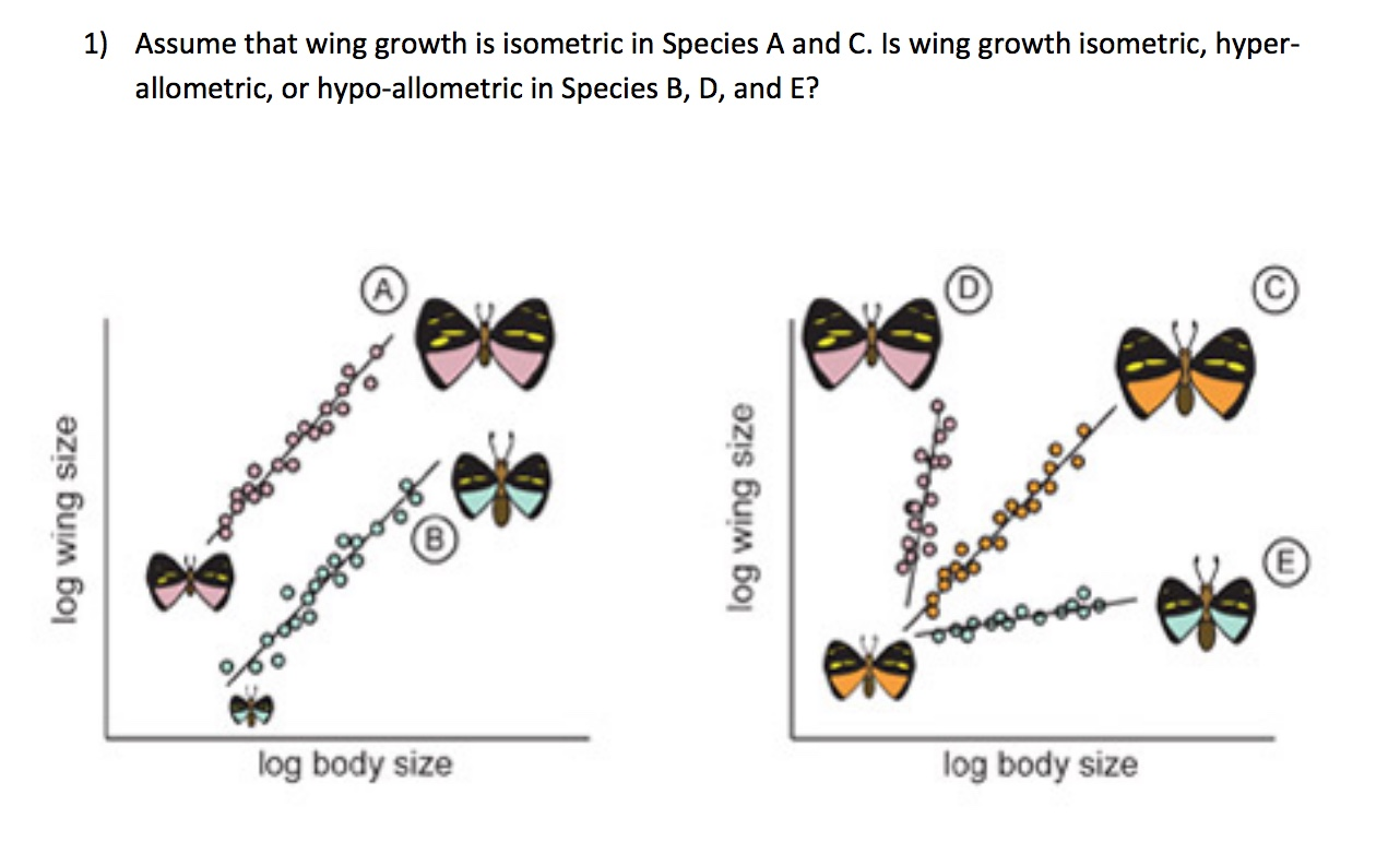 Solved 1) Assume that wing growth is isometric in Species A | Chegg.com