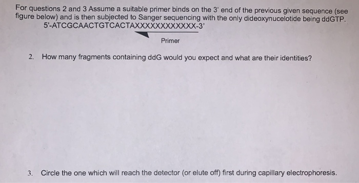 Solved For questions 2 and 3 Assume a suitable primer binds | Chegg.com