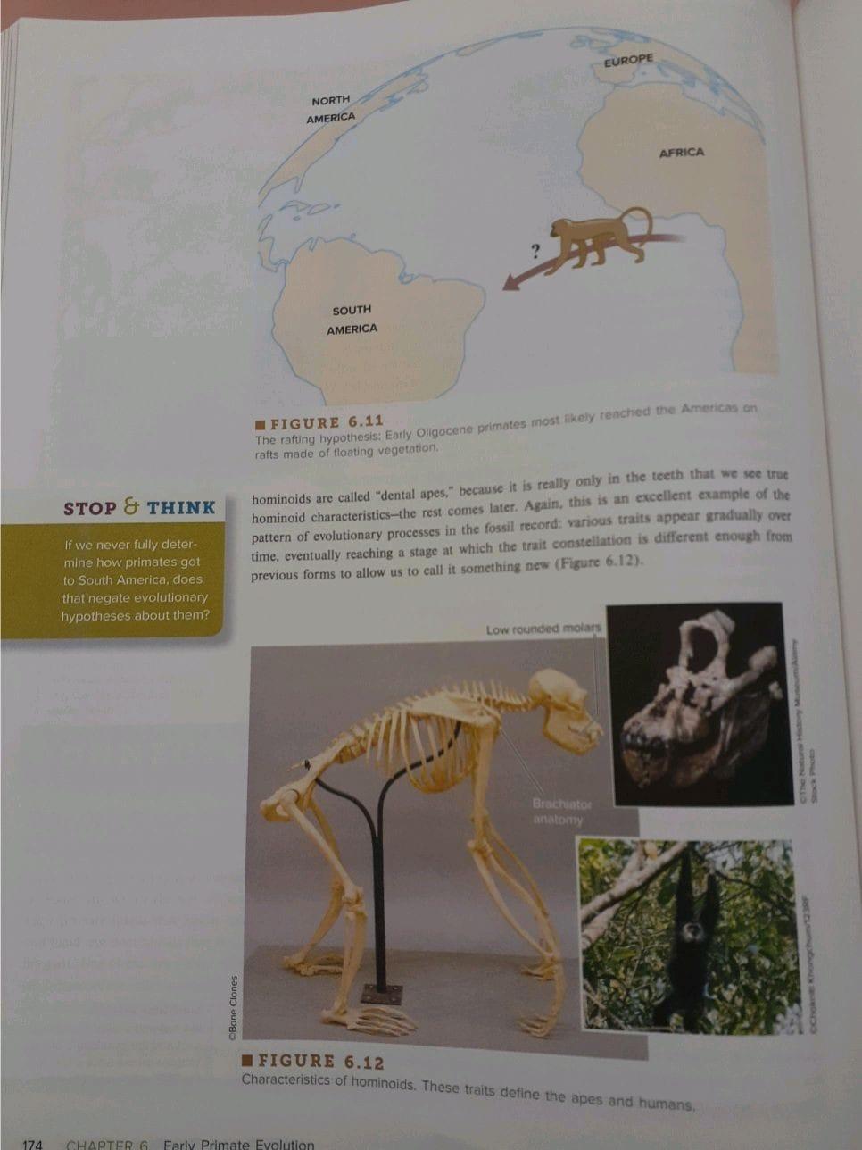 Solved Primate Evolution: For primates, a general sequence | Chegg.com
