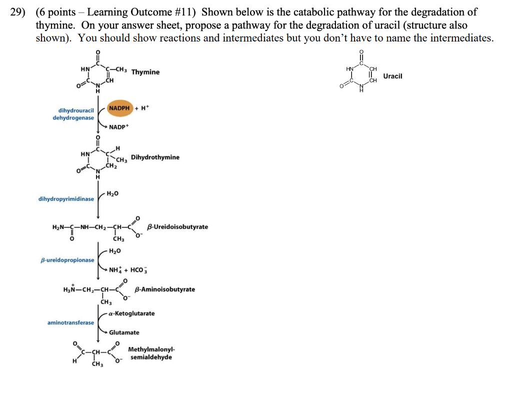 Solved 29) (6 points - Learning Outcome #11) Shown below is | Chegg.com
