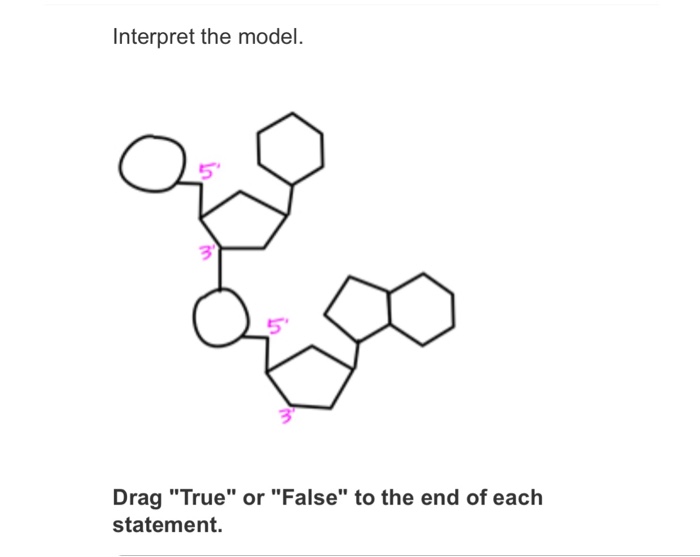 Solved Interpret The Model ず Drag True Or False To The 