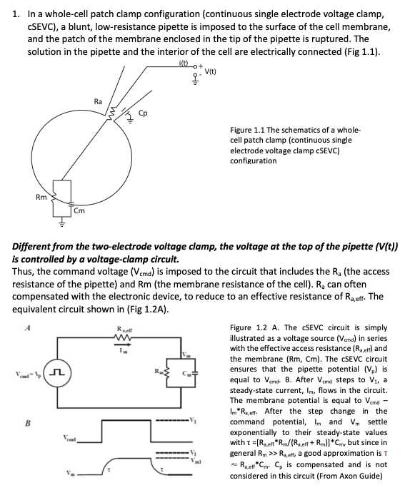 1. In a whole-cell patch clamp configuration | Chegg.com