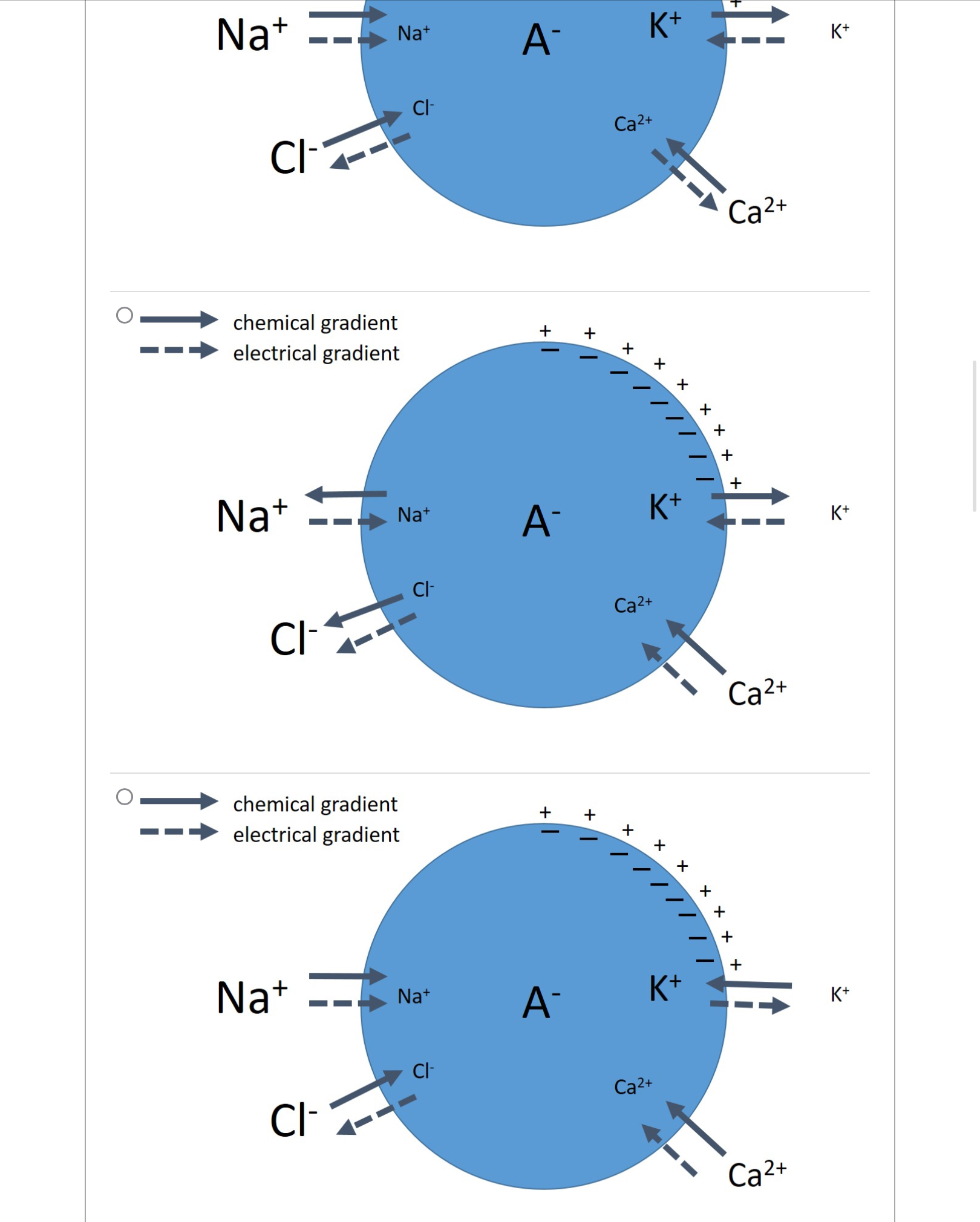 Solved Which Of The Following Correctly Displays The 
