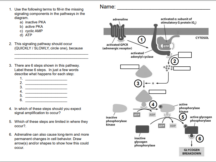 1. Use the following terms to fill-in the missing | Chegg.com
