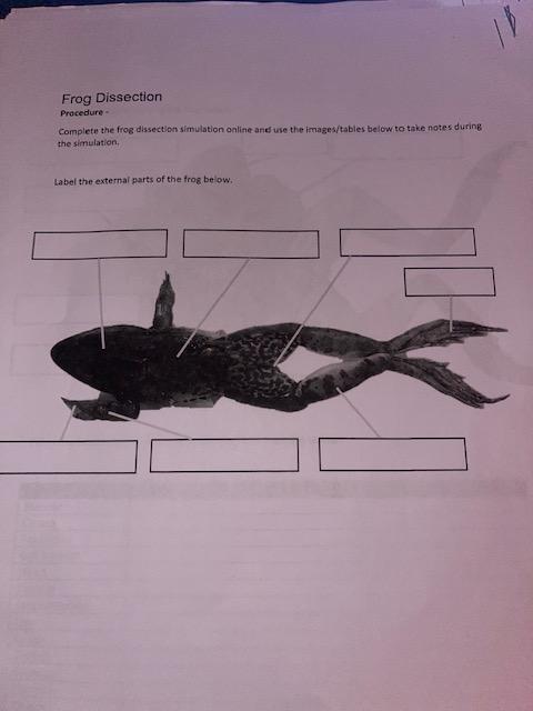 Solved Frog Dissection Pracedure = Complete the frog | Chegg.com