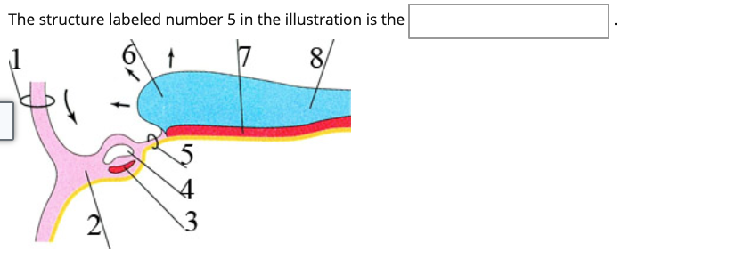 Solved The structure labeled number 5 in the illustration is | Chegg.com