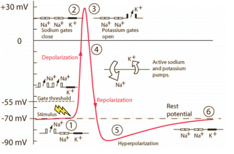 Solved +30 mv Nat Nat K+ Sodium gates dose Nat Nat Potassium | Chegg.com