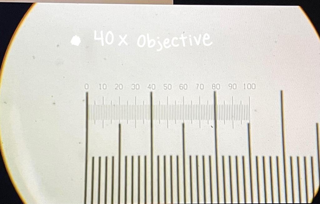 Solved 10x Objective 0 10 20 30 40 50 60 70 80 90 100 4 x | Chegg.com