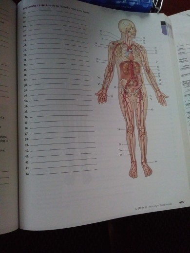 Solved 1 EXERCISE 22 REVIEW SHEET Anatomy of Blood Vessels | Chegg.com