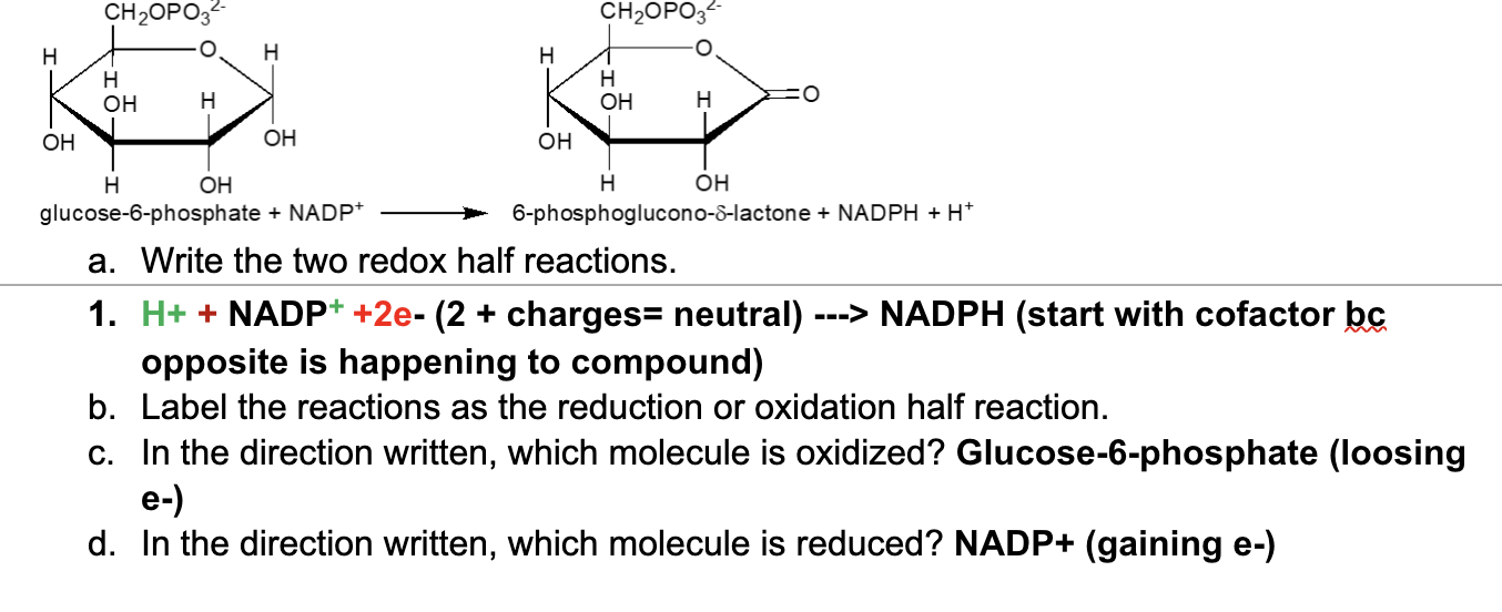 Solved 1. H++ NADP ++2e−(2+ charges = neutral) −⋯ NADPH | Chegg.com