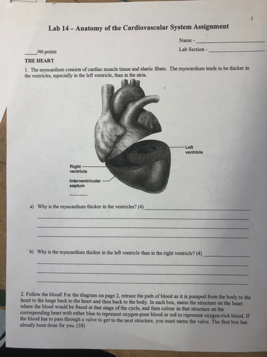 Solved Lab 14- Anatomy of the Cardiovascular System | Chegg.com
