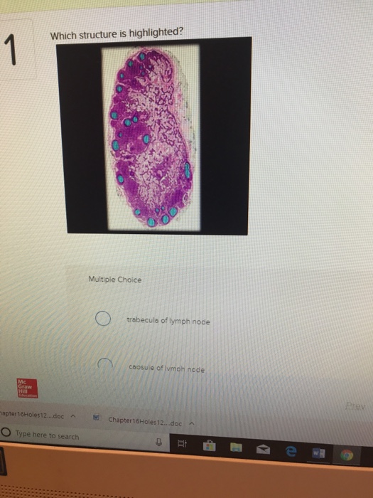 Solved Which structure is highlighted? Multiple Choice | Chegg.com
