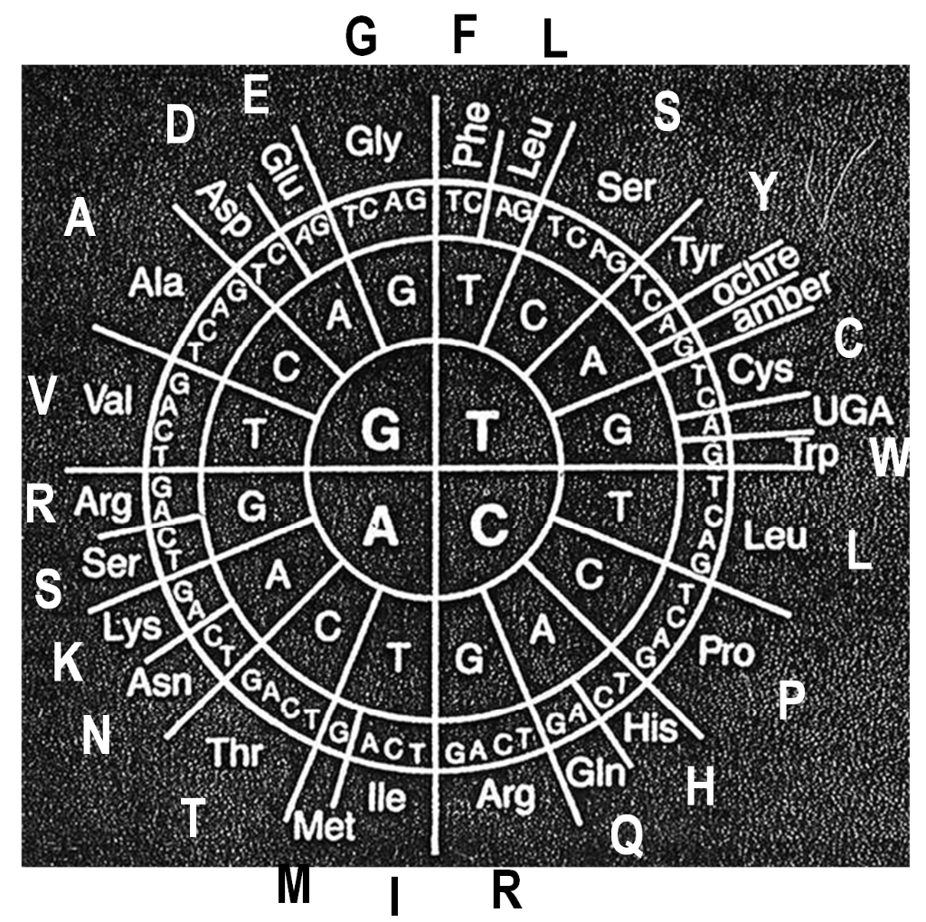 Genetic Code. Names of the amino acids (three letter | Chegg.com