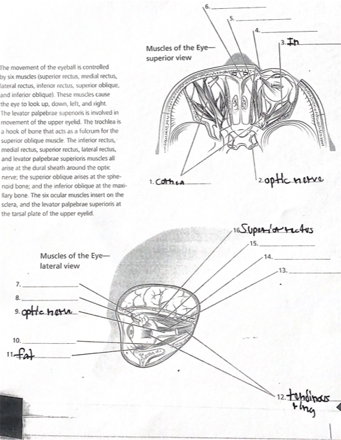Solved 3. In Muscles of the Eye- superior view The movement | Chegg.com