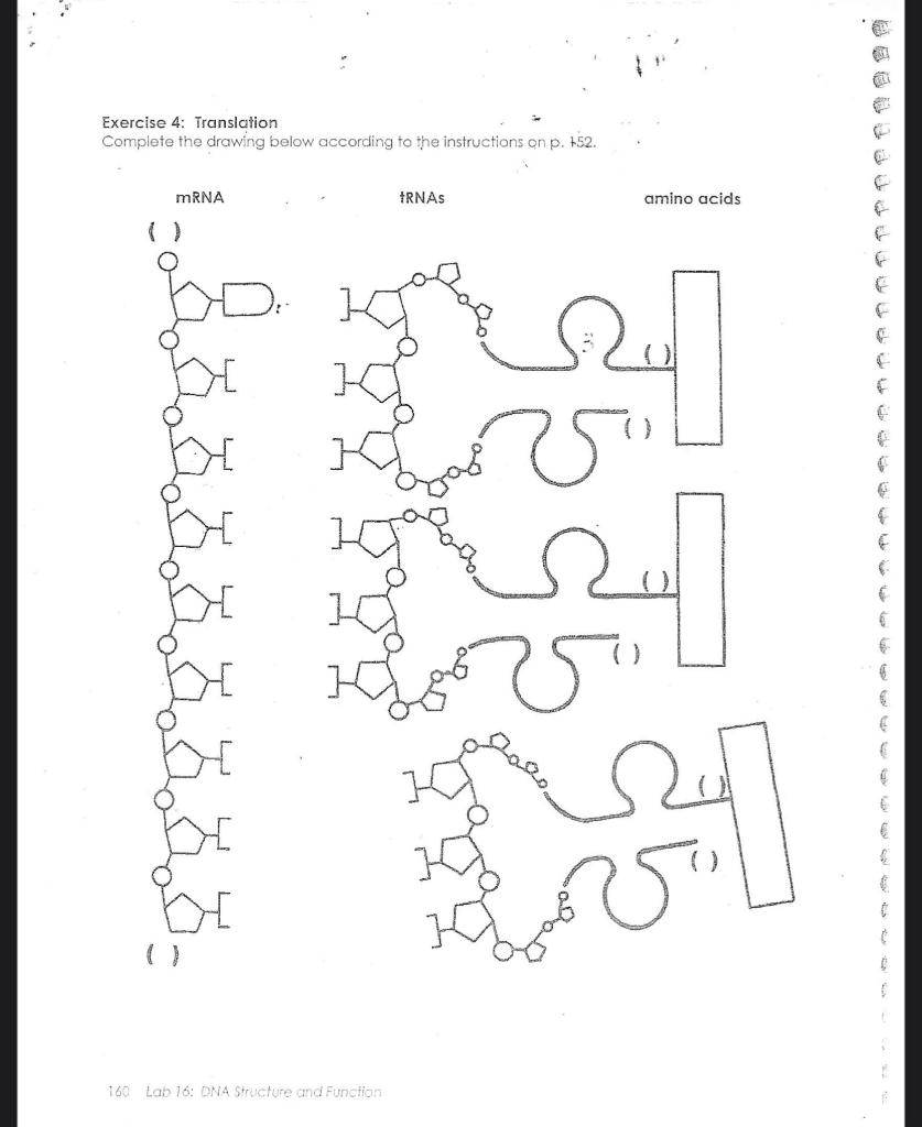 Solved Name Date Lab 16: DNA Structure and Function Exercise | Chegg.com