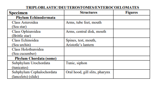 PHYLUM ARTHROPODA (triploblastic/protostome/ | Chegg.com